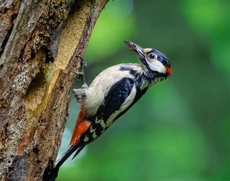 Do Birds Eat Ants Identify The Birds With Ant Diet Bird Guidance