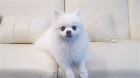 비숑프리제분양가 유기견 미니비숑 웰시코기분양 스피츠 요크셔테리어분양 먼치킨고양이 노르웨이숲고양이분양 포메라니안 뽀미 강아지무료분양 고양이무료분양 도그마루 보호소