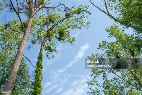 青い空の背景に緑の残された木の低角度ショット まぶしいのストックフォトや画像を多数ご用意 まぶしい カラー画像 クロアチア