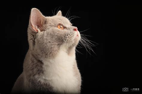 猫猫摄影一闪摄影工作室 站酷zcool