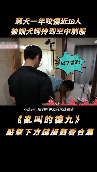 惡犬一年咬傷近10人，被訓犬師拎到空中制服，不得不夾起尾巴重新做狗shorts Youtube