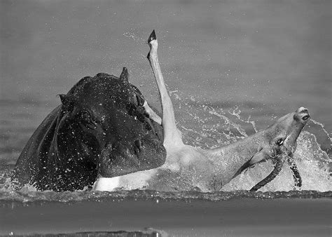 Hippo And Deer Celona S Blog