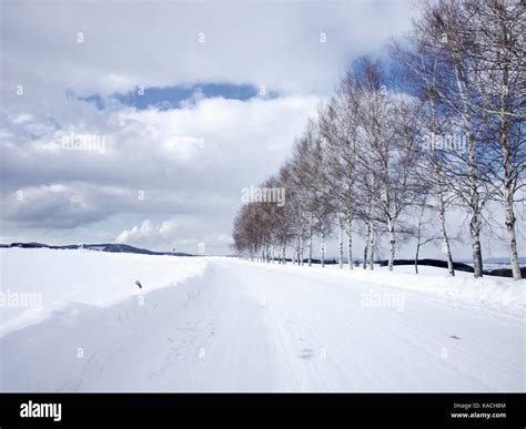 Snow Covered Tree Lined Road At Biei During Winter Hokkaido Japan