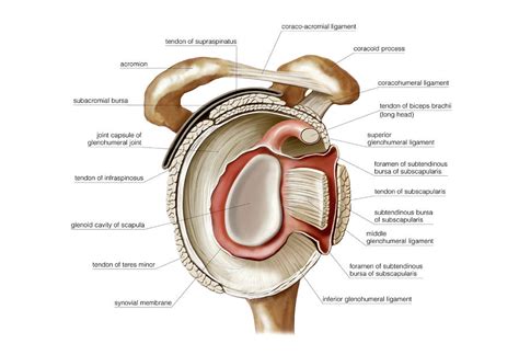 Shoulder Joint Photograph By Asklepios Medical Atlas Pixels