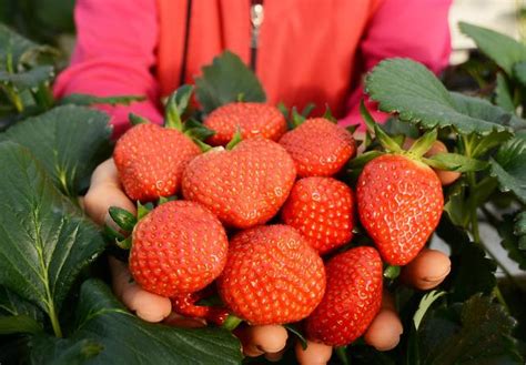 담양 딸기 죽향·담향 딸기 유럽서 2040년까지 품종보호권 확보 아주경제