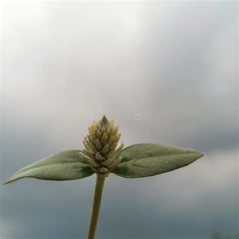Bangladesh Bogra Banani Stock Image Image Of Banani 254700219