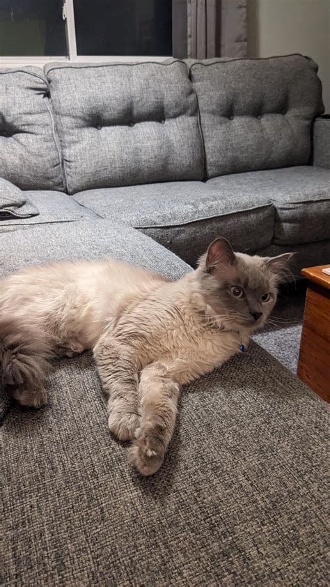 The Cat Distribution System Is Working As Intended R