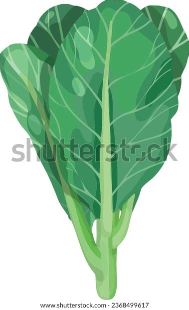 Chinese Kale Over 1035 Royalty Free Licensable Stock Illustrations