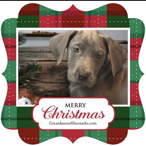 AKC Euro Blue Female Great Dane Great Dane Puppies For Sale In