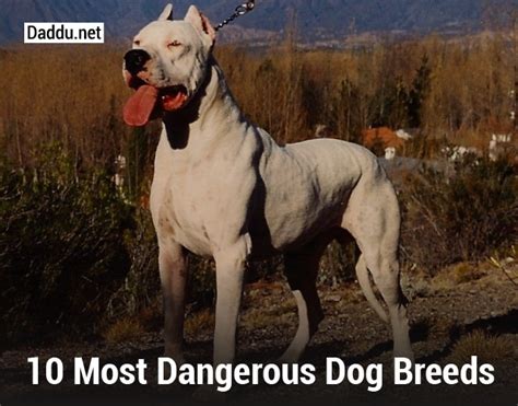 Top 10 Most Dangerous Dog Breeds In The World Youtube