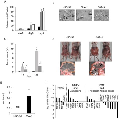 Biological Properties Of Low And Highly Metastatic Gastric Cancer Cell