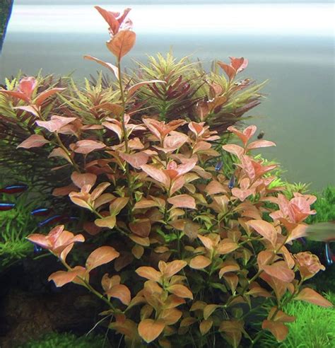Ludwigia Ovalis | The Online Aquarium Shop