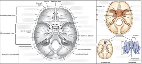 Cranial Bones 2 Diagram Quizlet