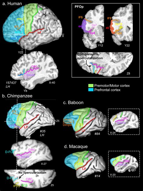 Ventrolateral Prefrontal Cortex