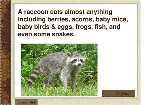 Carnivore Herbivore Omnivore Grade 4 Standard 3 Flow Of Matter And