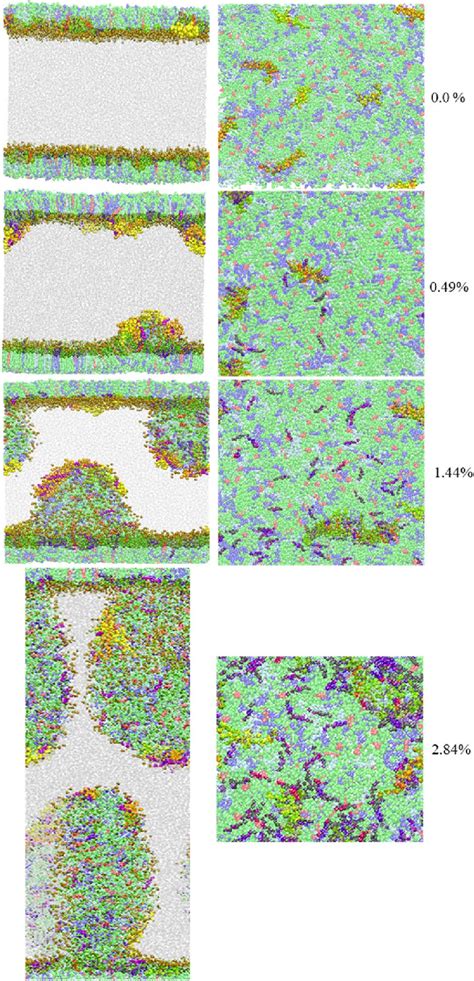 Snapshots Of Simulation System At Surface Tension 0 Mn M −1 Are Shown