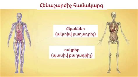 Հենաշարժիչ համակարգ․ ոսկրերի կառուցվածքը աճը ոսկրերի միացման տեսակները Youtube