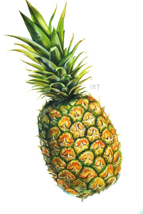 디자인고흐홍대지은샘파인애플 과일 그림 파인애플 식물 세밀화