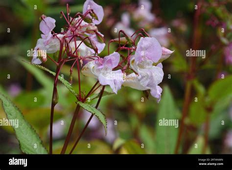 Himalayan Balsam A Very Tall And Invasive Weed A Member Of The Busy