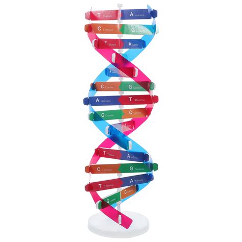 Miangastore Dna Models Double Helix Structure Models Dna Double Human