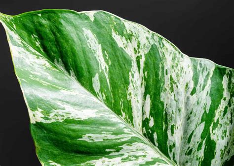 Sport Variegation In Plants