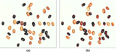Example Of Bored Beans Detection A Bored Beans And B Detected Bored