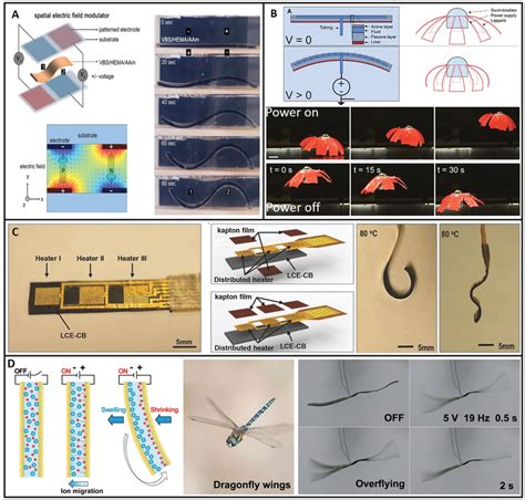Electrically Responsive Actuators A Schematics Of An Electroactive Download Scientific