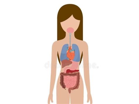 Quiz Sobre O Corpo Humano Juuh Reis Quizur