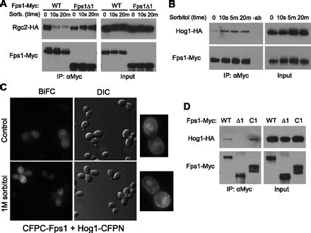 MAPK Hog1 Closes The S Cerevisiae Glycerol Channel Fps1 By