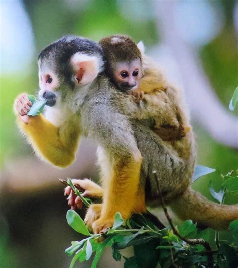 世界のかわいい動物の赤ちゃん 彦島のけしき6