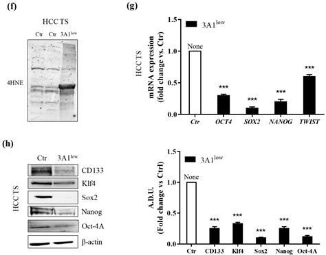 Cancers Free Full Text Aldh3a1 Overexpression In Melanoma And Lung