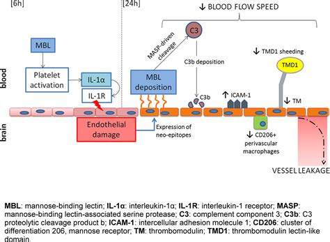 Mannose Binding Lectin Drives Platelet Inflammatory Phenotype And
