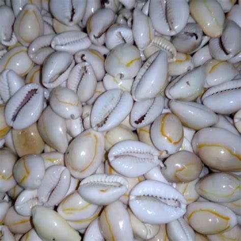 Sigayshell For Arts And Design Shopee Philippines