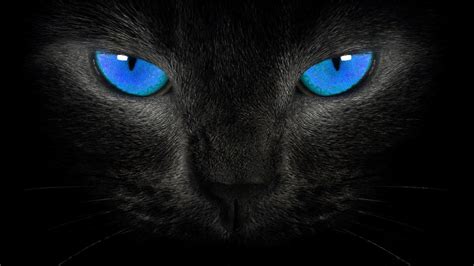 Cute Black Cat Wallpapers Top Free Cute Black Cat Backgrounds