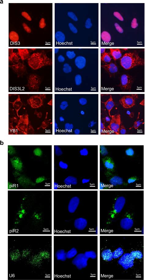 Subcellular Localization Of Pirnas And The Interacting Proteins In Nt2