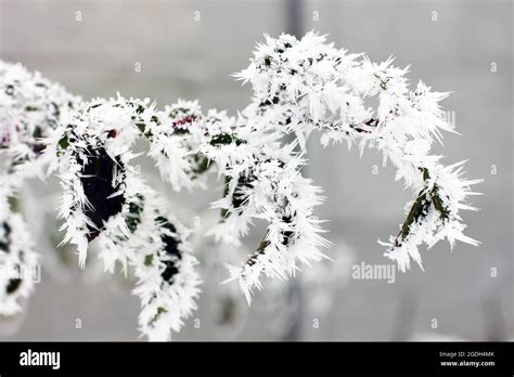 Snow White Winter In The Winter Garden Frost On Tree Branches Stock Photo Alamy