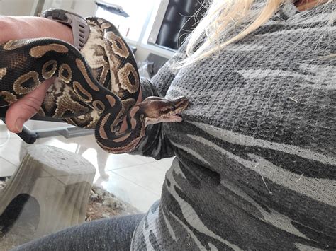Climate For Ball Pythons R Snakes