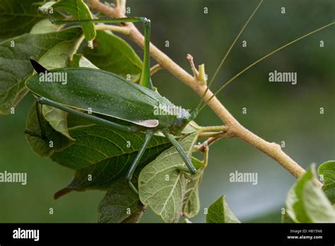 Katydid Tettigoniidae Newly Discovered Species Silaka Nature