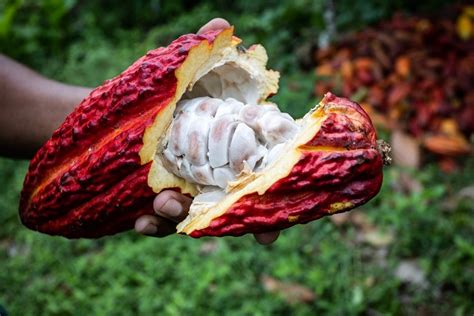 Estudo Pioneiro Revela Propriedades Do Mel De Cacau E Potenciais Usos
