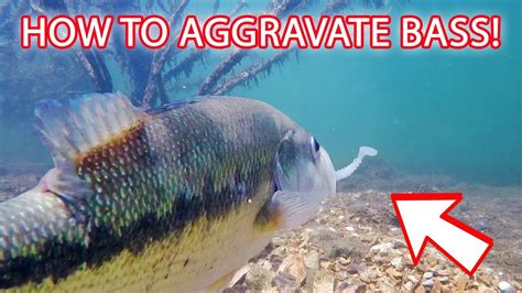 Bed Fishing Tricks Sight Fishing For Bass Aggravate Them Youtube