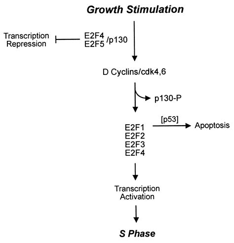 Distinct Roles For E2f Proteins In Cell Growth Control And Apoptosis Pnas