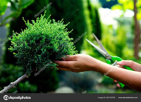 Close Woman S Hands Cutting Juniper Garden Pruning Evergreen Juniper Shrub Stock Photo