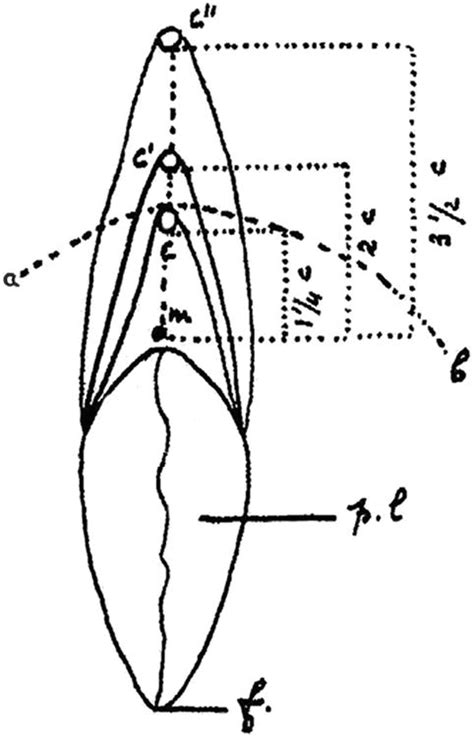 Female Sexual Arousal Genital Anatomy And Orgasm In Intercourse Abstract Europe PMC