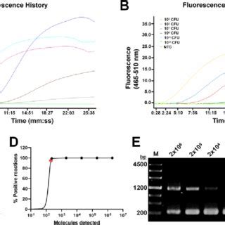 Limit Of Detection Of The Real Time RPA Assay A The Fluorescence