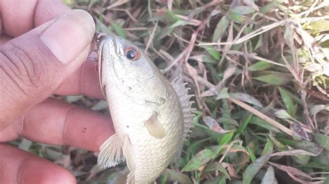 Spot Ikan Betok Tak Pernah Habis YouTube