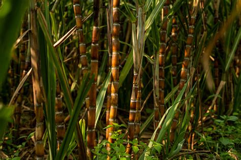 설탕과 음식을 생산하기 위해 심은 사탕수수 식품 산업 사탕수수 밭 문화 열대 및 행성 지분 사탕수수 공장은 설탕을 만들기 위해 농장에서 공장으로 보내졌습니다 가솔린에 대한
