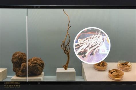 智慧之光：中医药文化展 每日环球展览 Imuseum