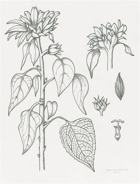 Scientific Method Drawing At Getdrawings Free Download