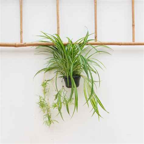Chlorophytum Comosum Green Bubble