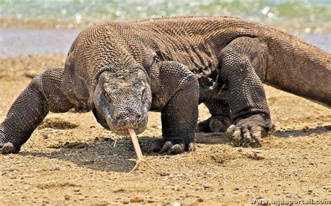 Dragon De Komodo Mangeant Un Cerf